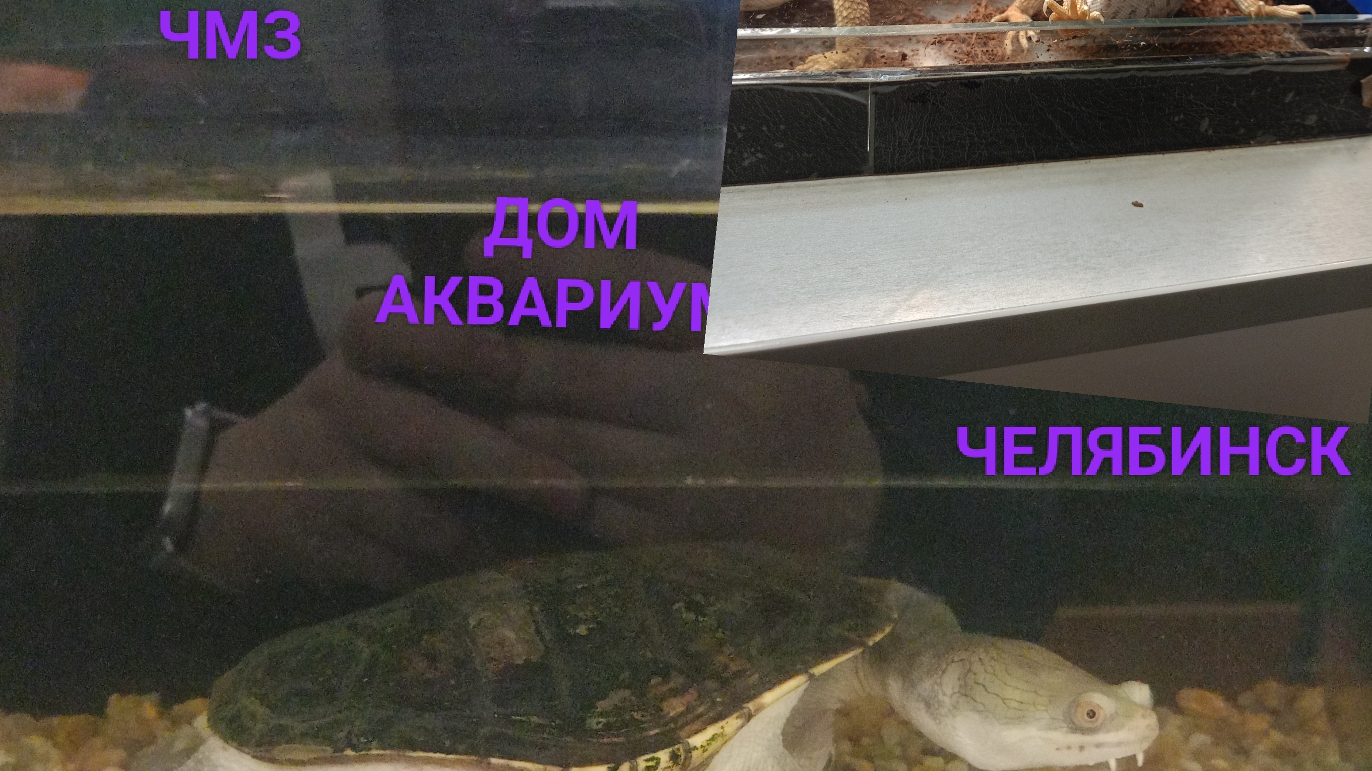 ДОМ АКВАРИУМ ПАРК ТИЩЕНКО В ЧЕЛЯБИНСКЕ ЧМЗ