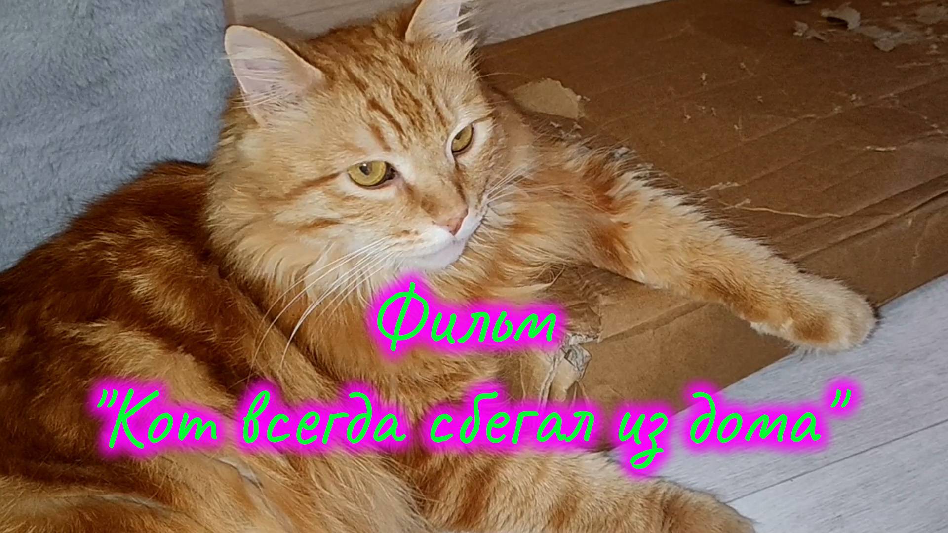 Кот всегда сбегал из дома