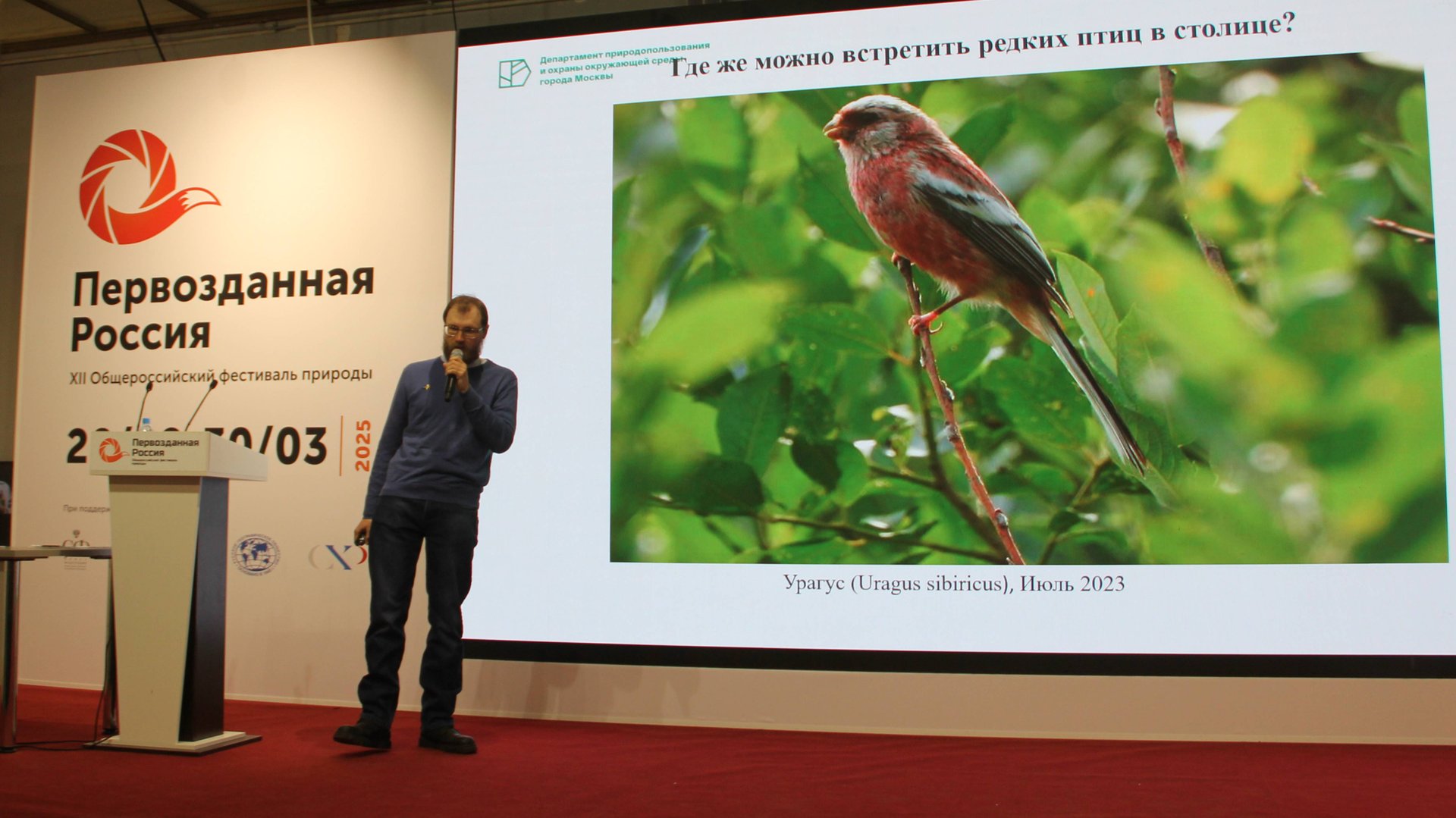 23.03.2025, Даниил Давыдов, Редкие птицы, встреченные в Москве, часть-1