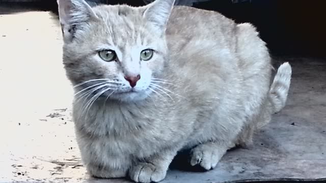 Рыжик и лялька на даче