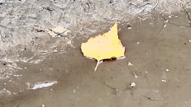 Листок в траве