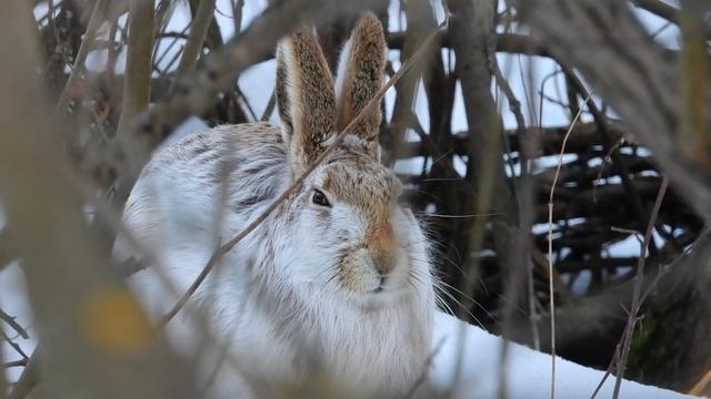 Зимний портрет зайца