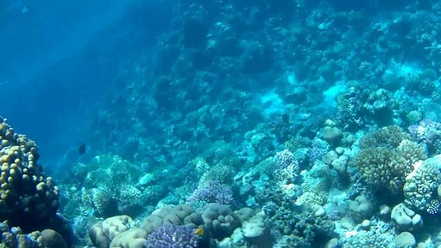 Дайвинг. Красное море. Египет 2023