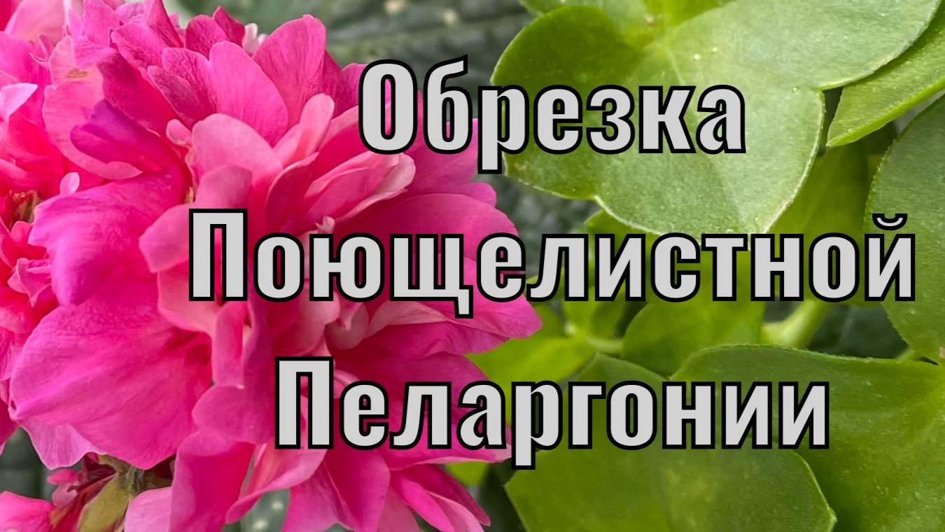 ОБРЕЗКА на 🌺ЦВЕТЕНИЕ🌺 Плющелистной Пеларгонии Весной!