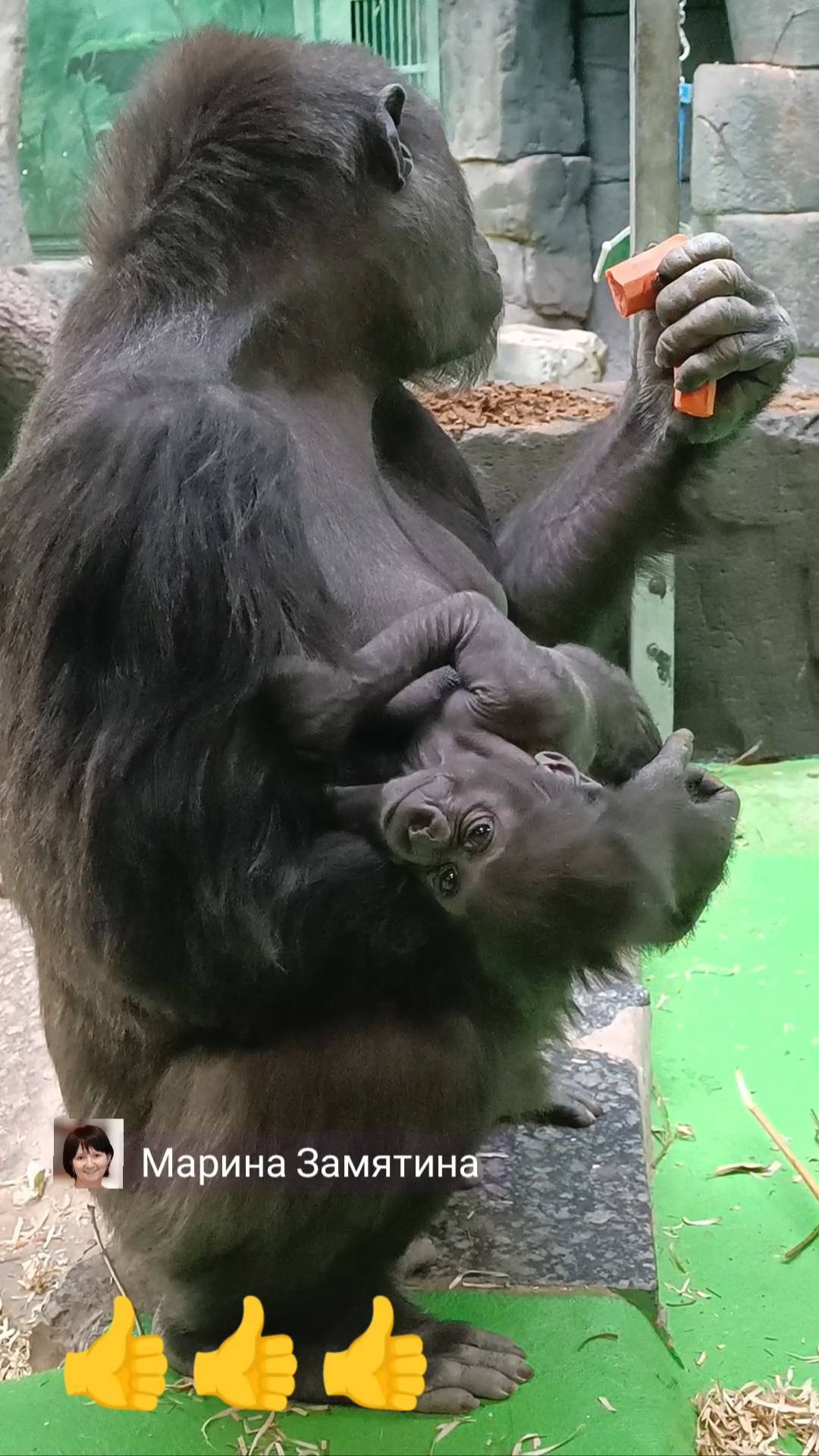 Семья горилл в Московском зоопарке.