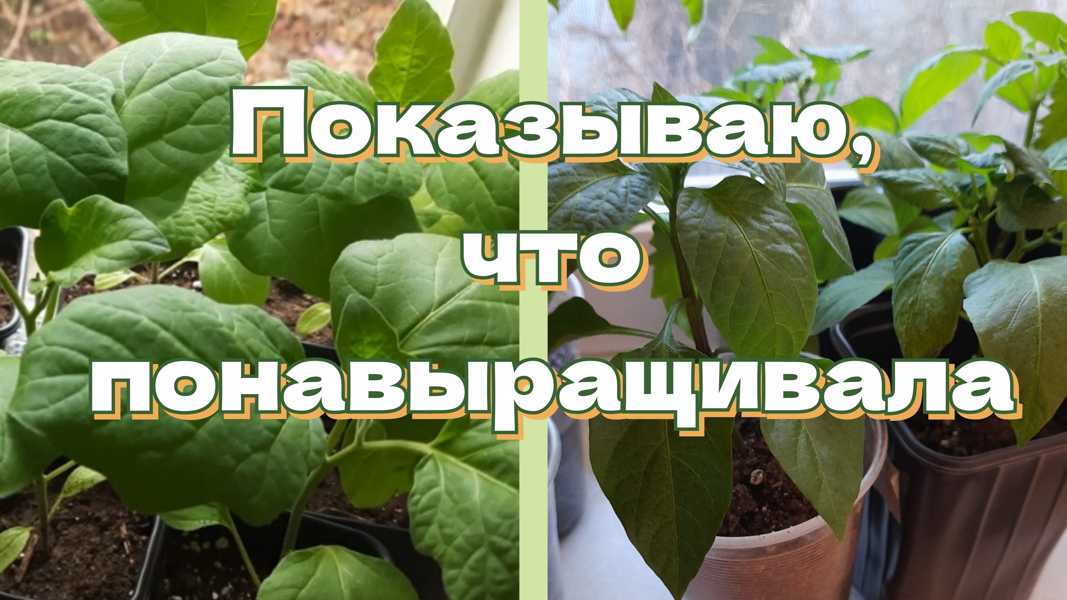 Перцы и баклажаны. Обзор рассады. 29 марта. Тула