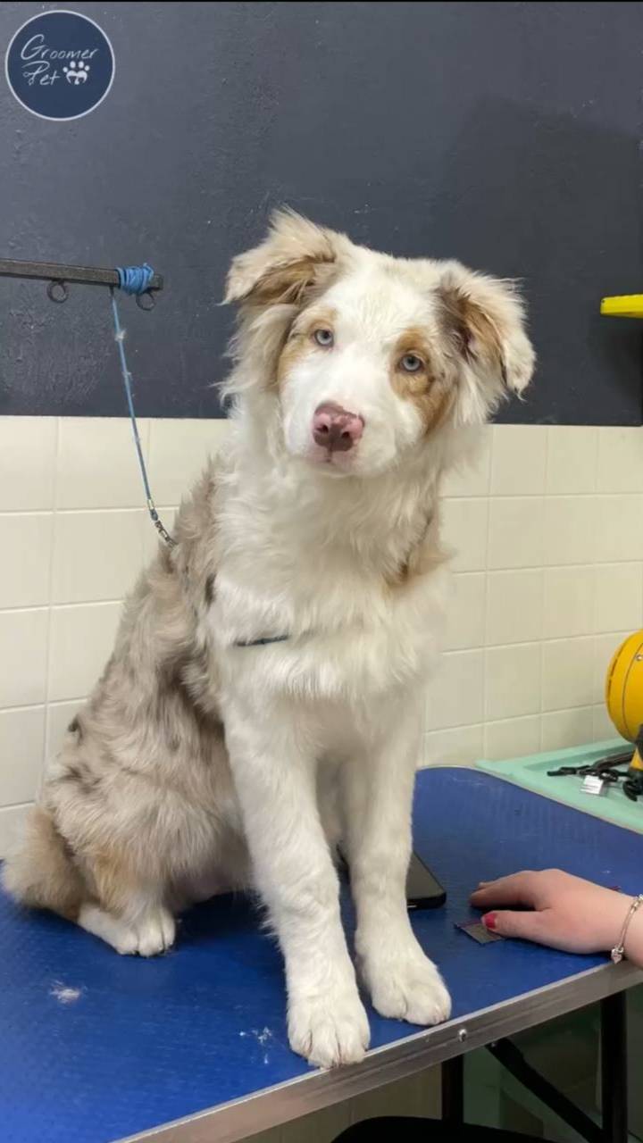 Щеночек Аусси на груминге. А вы видели какие нибудь фильмы с данной породой? #аусси