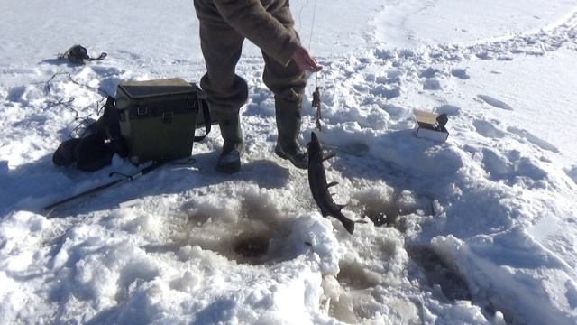 Рыбалка на таежной ламбине / Ловим щук на жерлицы(самоловки)