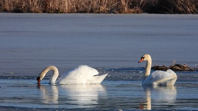 лебеди вернулись