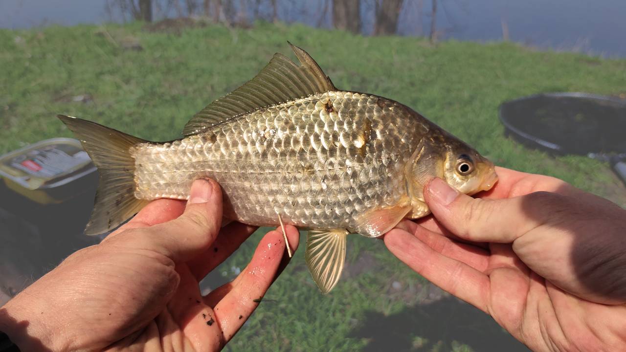 Карась дуреет с этой прикормки!! Удачное открытие фидерного сезона!