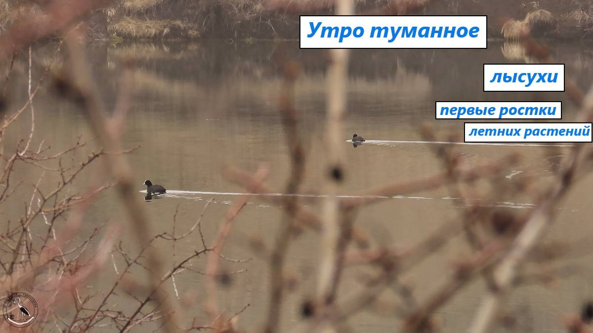 Утро туманное. Лысухи переговариваются. Первые ростки летних растений. Ростовская область, 28.03.25