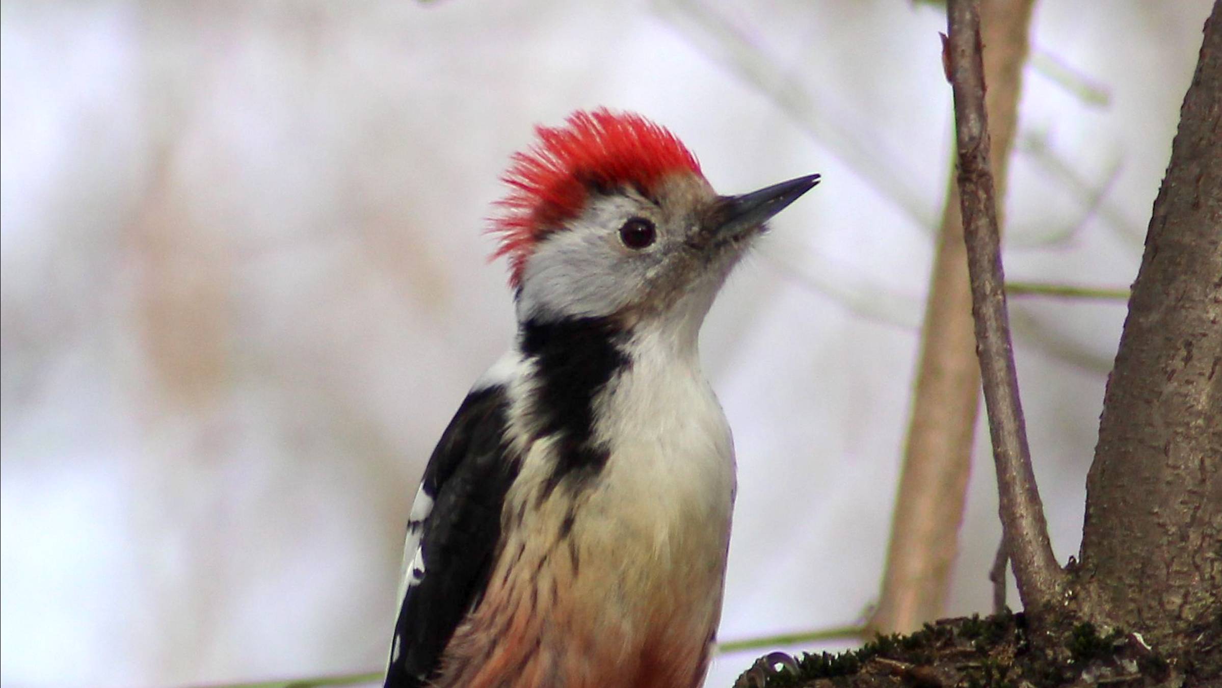 09.10.2024, Осенний семинар Программы "Птицы Москвы и Подмосковья"