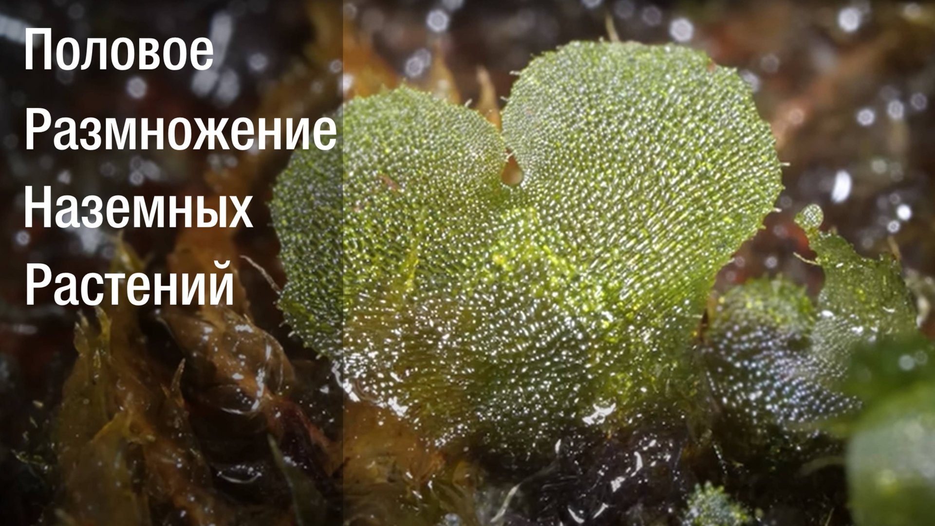 Половое Размножение Наземных Растений