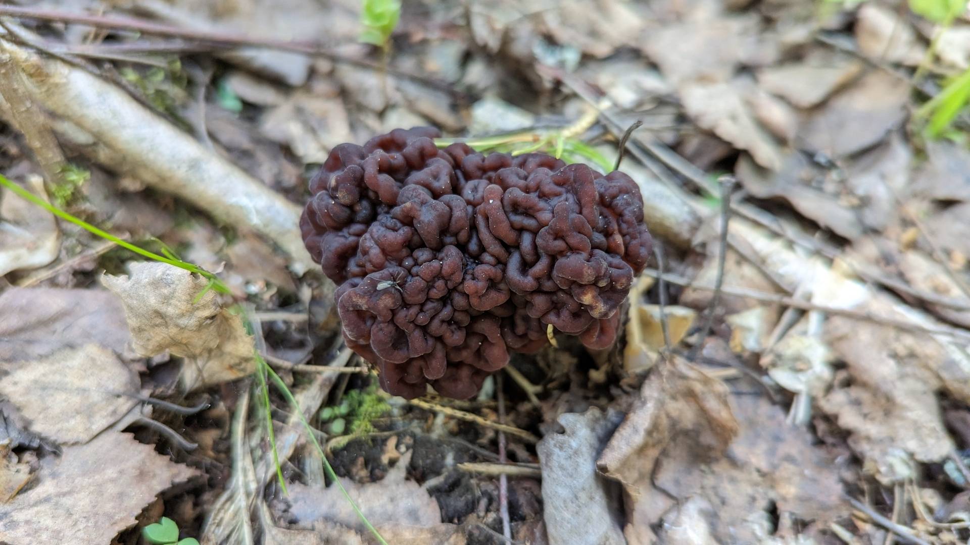 Строчок обыкновенный (Gyromitra esculenta). Как выглядит гриб на месте произрастания.
