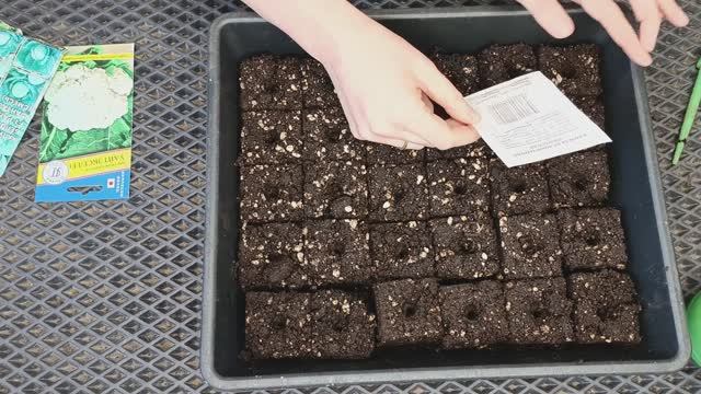 🥬 Капуста без пикировки: мой метод посадки