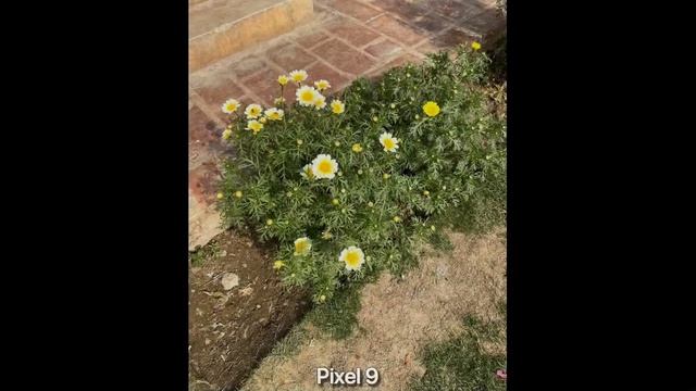 Google Pixel 9a vs Pixel 9 vs Pixel 9 Pro - Сравнение камер в реальной жизни.