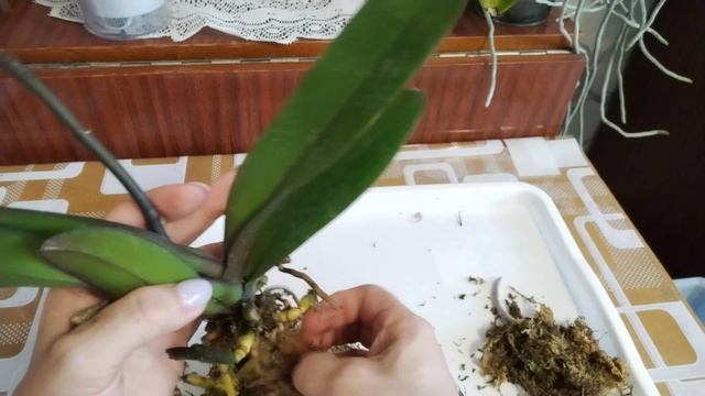 Орхидея Эпидендрум, красивая незнакомка😊и жёлтый красавчик биг лип 💞