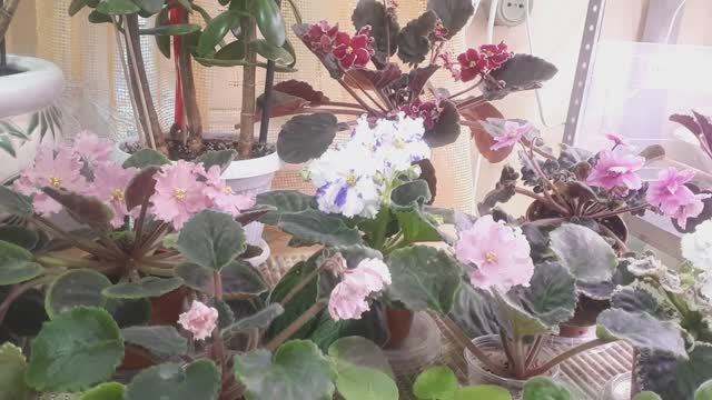 ВАЖНО для ЗДОРОВЬЯ и КРАСОТЫ Деток Фиалки!