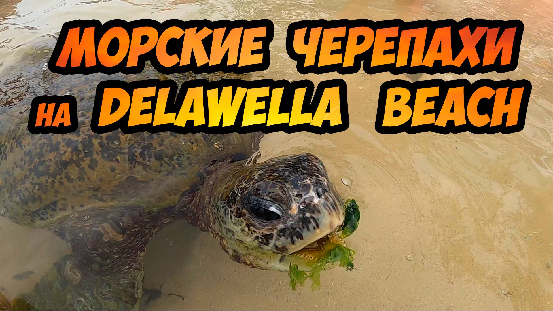 Шри-Ланка - пляж с Огромными морскими черепахами (Delawella beach)