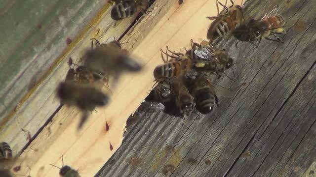 Первая робкая обножка. Сюжет 7й.