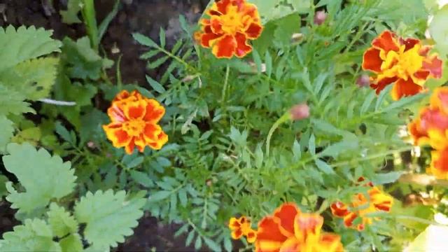 Как собрать семена бархатцев