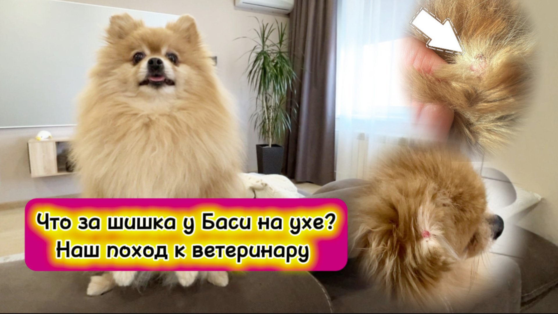 Что за шишка у Баси на ухе? 
Наш поход к ветеринару