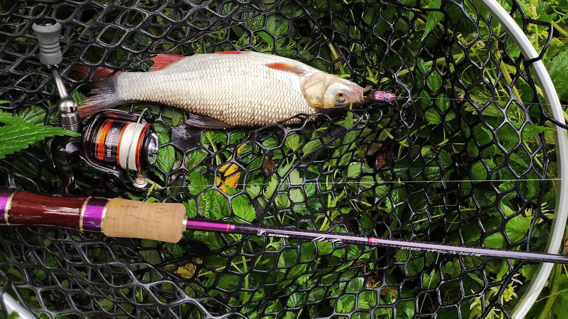 Десна. Утренний тараканинг 24 августа 2024 года