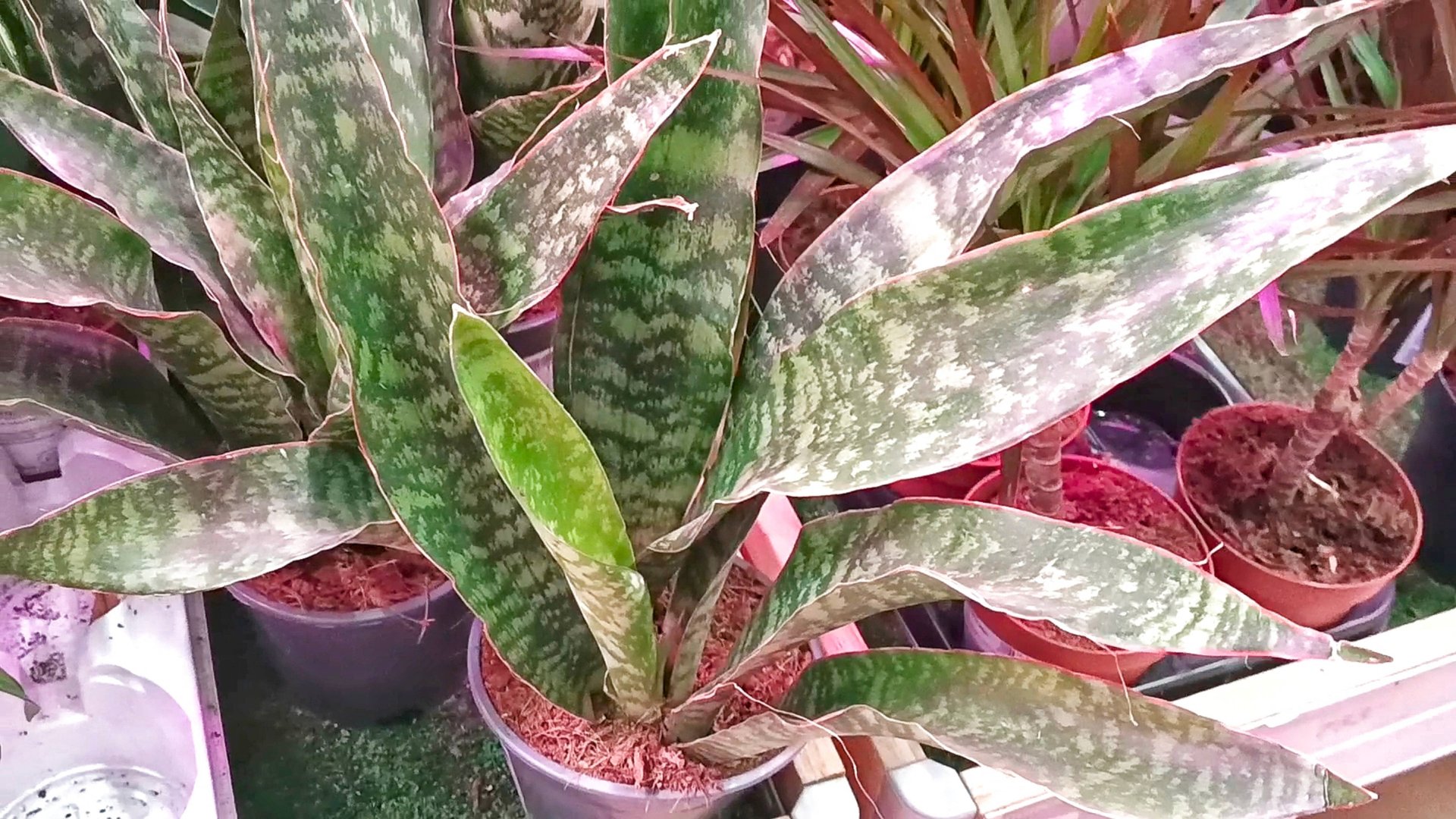 🩷🌿ЛЕМАНА ПРО🌷ЦВЕТОЧКИ🌿март 2025