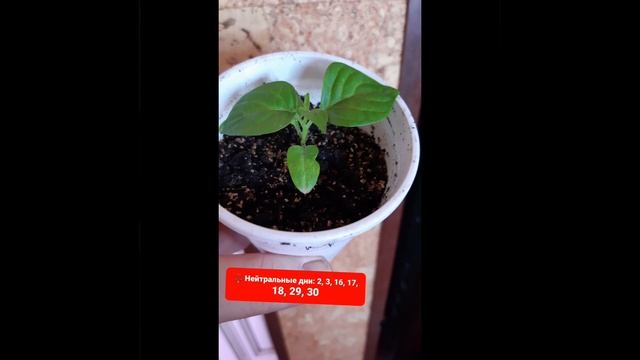 🌒 ЛУННЫЙ ПОСЕВНОЙ КАЛЕНДАРЬ НА АПРЕЛЬ 2025🌒