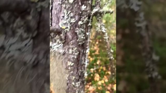 Golden autumn  золотая осень  осенняя радость