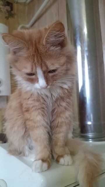 Любимый Левушка. 😻