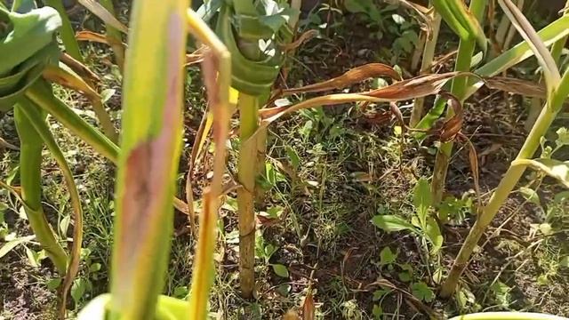 Завязала чеснок в узел. Для чего?