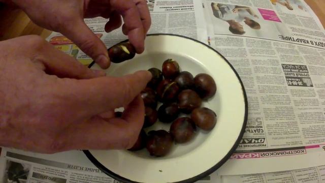 Как прорастить каштан - 1 этап