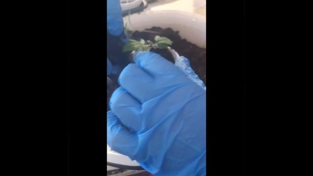 ПИКИРОВКА ТОМАТОВ