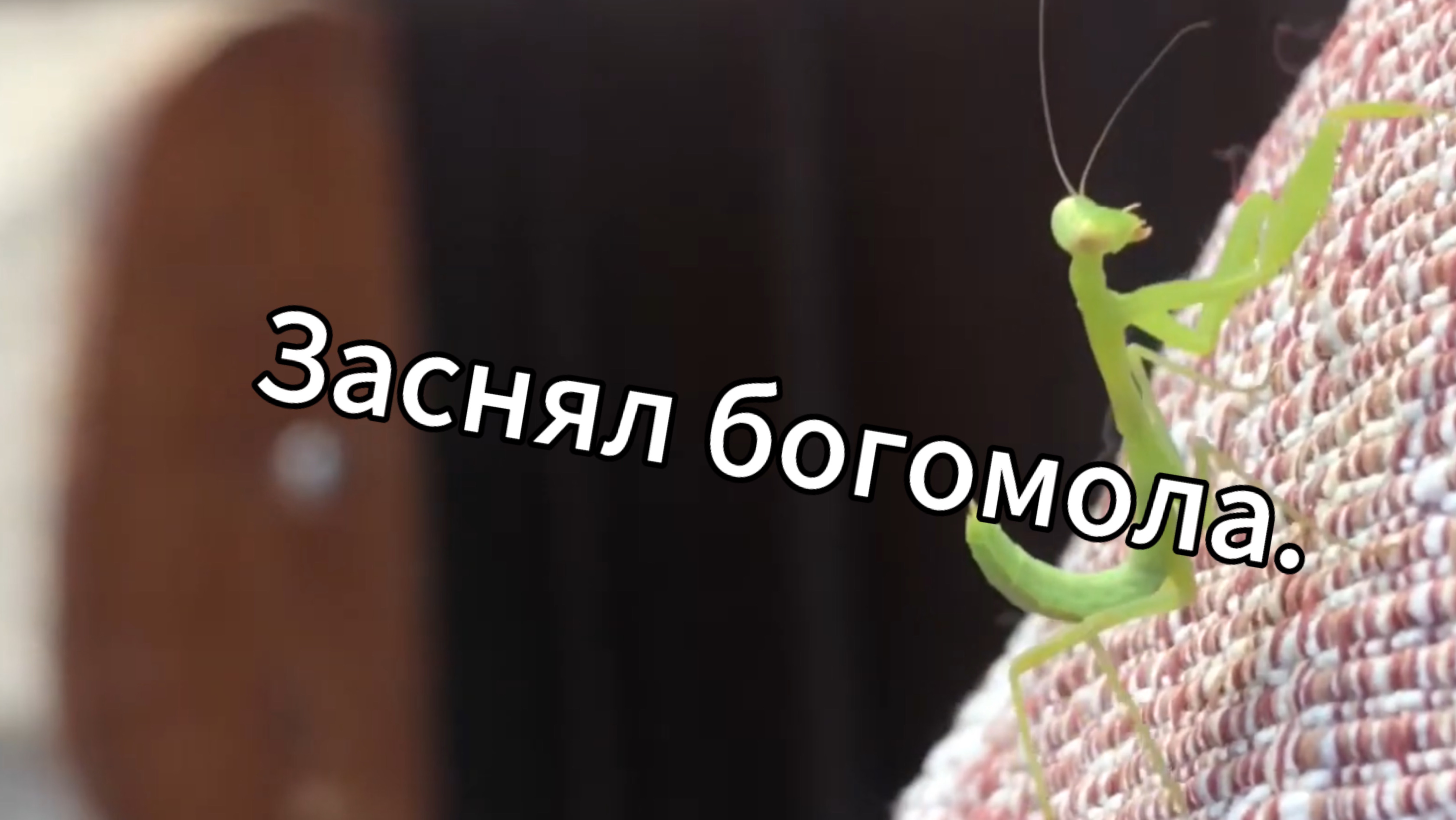 Богомол маскируется!