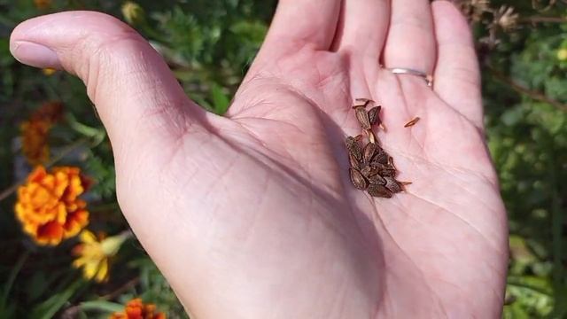 Как собрать семена остеоспермума