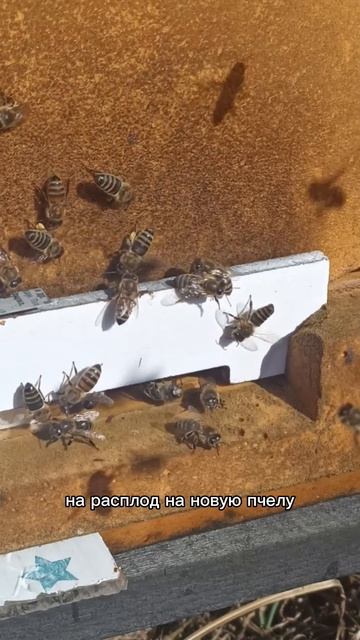 Первая пыльца 2025 #пчёлы #пчелы #пчелыимед #пчелынадаче #пчелытрудяги #пчелыделаютмед #пчелыитравы