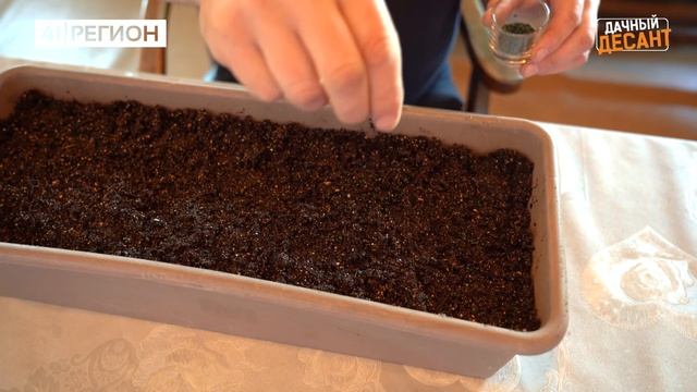 •ДАЧНЫЙ ДЕСАНТ• №1/25