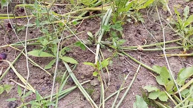 Когда собирать лук?