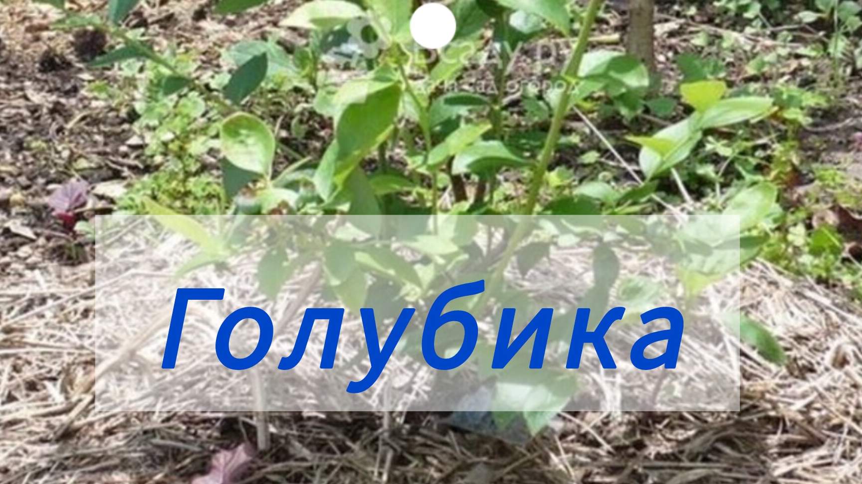 🫐 Как я сажаю голубику. Первый опыт 
29.03.2025