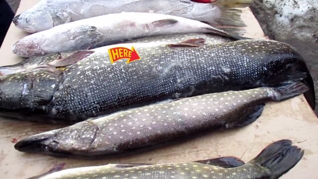 Рынок речной рыбы в Удмуртии, что есть в наличии на март:  лещ, сорога, судак и щука.