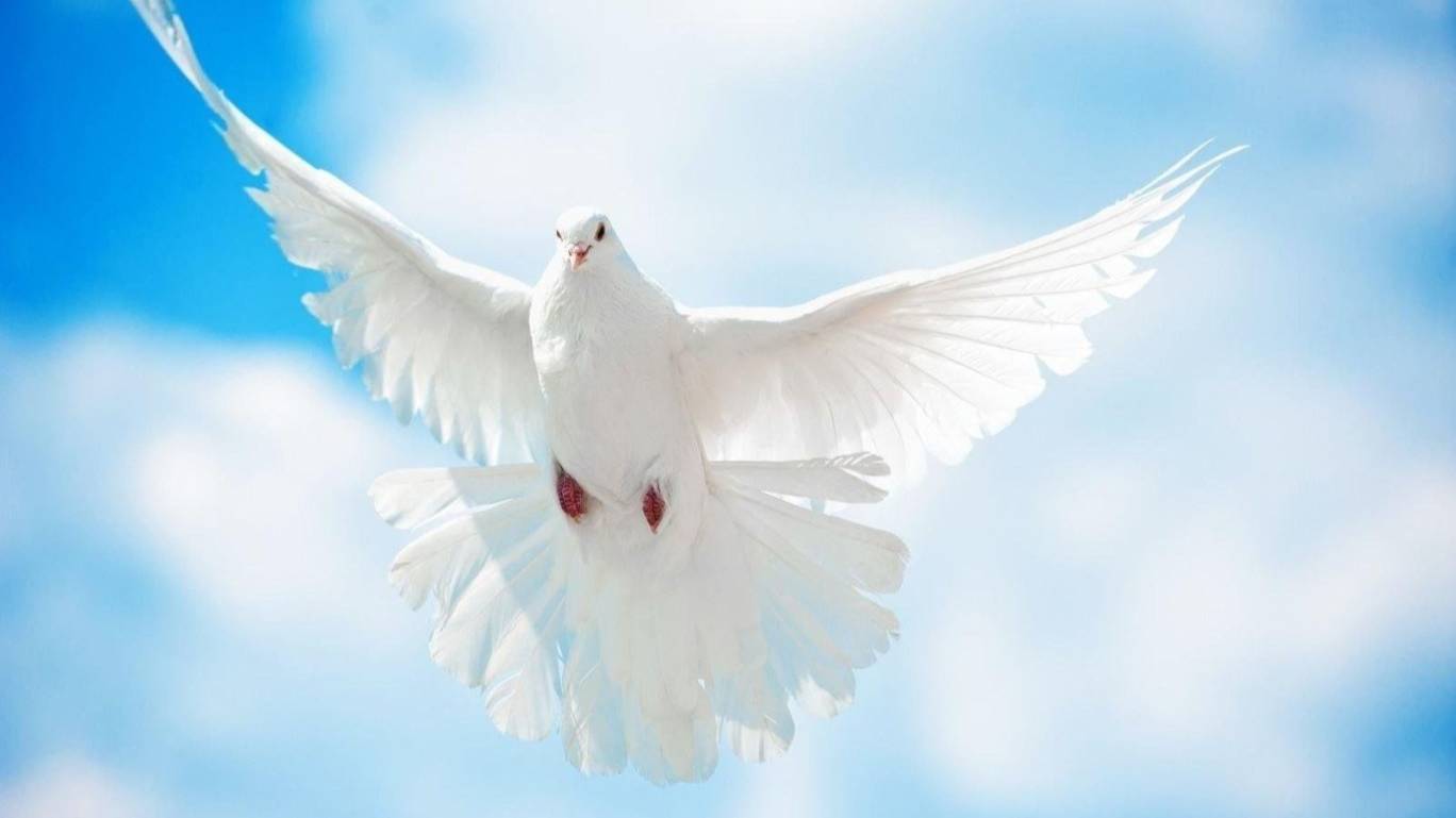 Любовь Костоглотова  "Голуби в небе" (музыка Владимира Сарынина, стихи Ирины Скибиной)