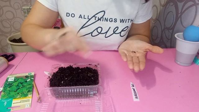 Простой посев базилика на рассаду