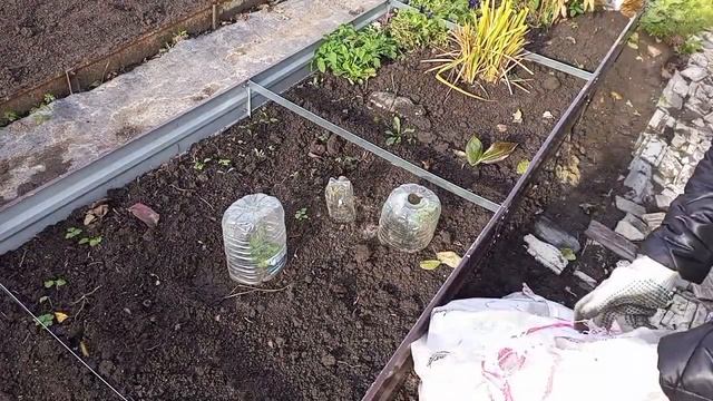 Как укрыть розы и черенки на зиму. 2024 год