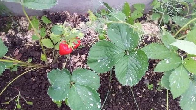 Клубника ЕЛИЗАВЕТА.  Первые ягодки 14 июня 2024