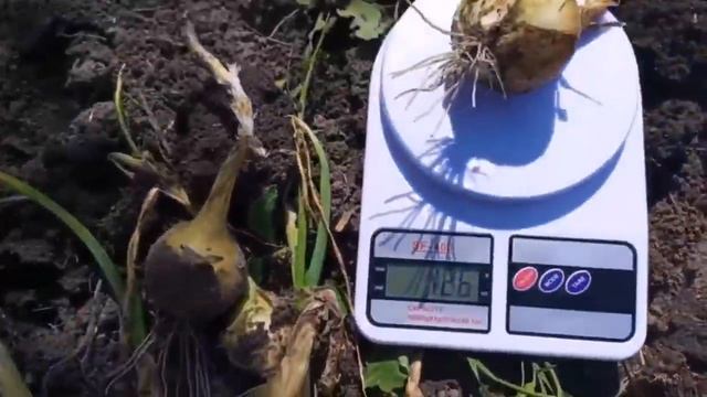 Урожай лука 2023