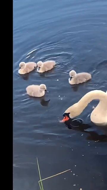 Врево - лебединое озеро