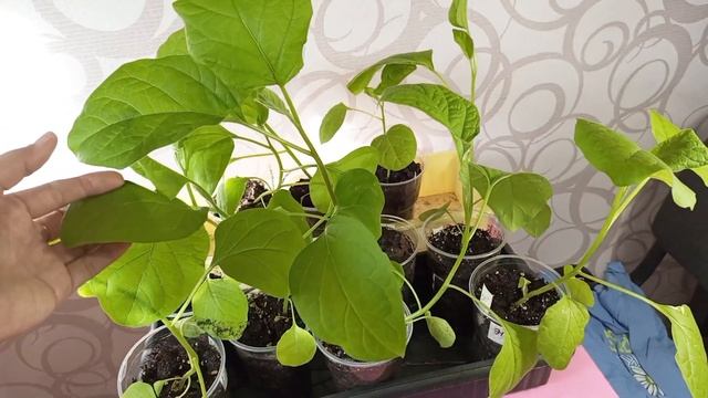 Рассада баклажанов на 5 мая 2023