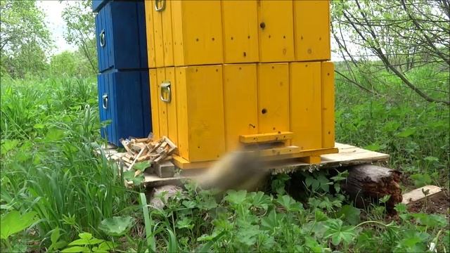 Продолжение эксперимента с осами.