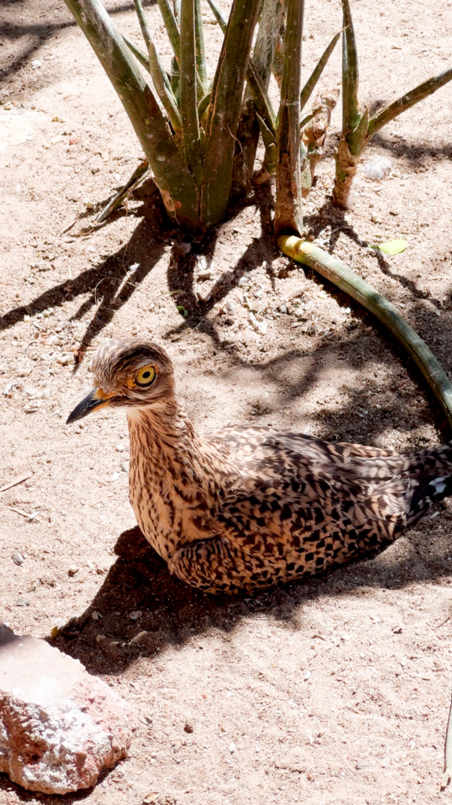 Авдотка капская #ЮАР